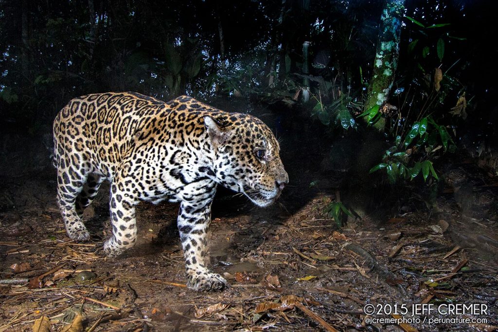 The Challenges of Camera Trapping in the Amazon - Nature TTL