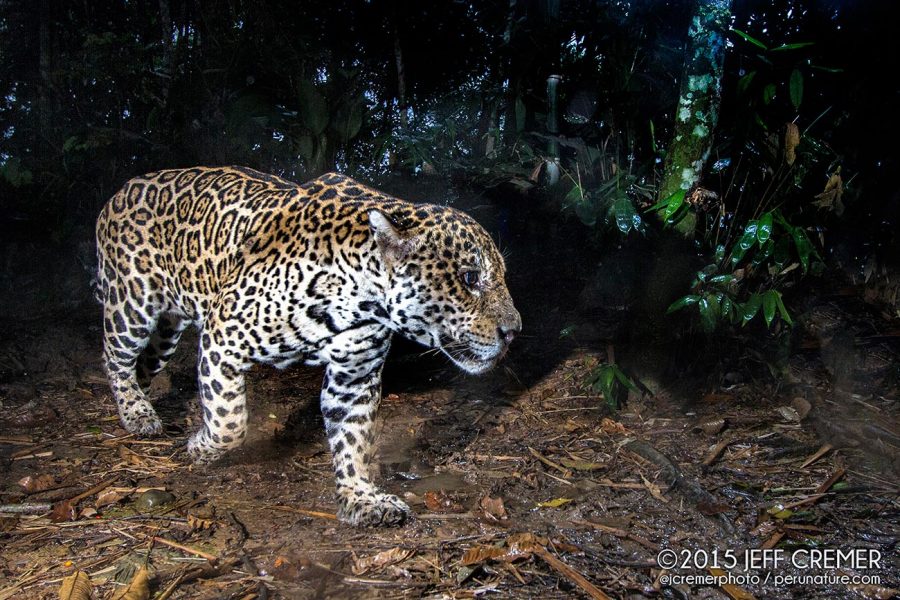 The Challenges of Camera Trapping in the Amazon - Nature TTL