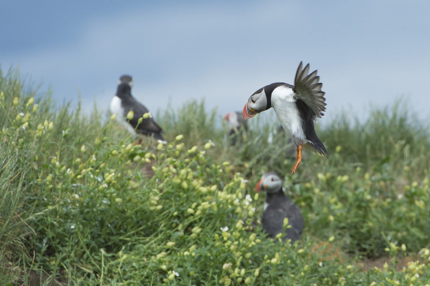How to Photograph Puffins - Nature TTL