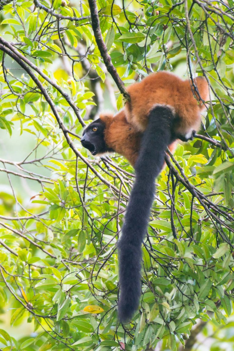 The Wildlife of Madagascar's Rainforests - Nature TTL