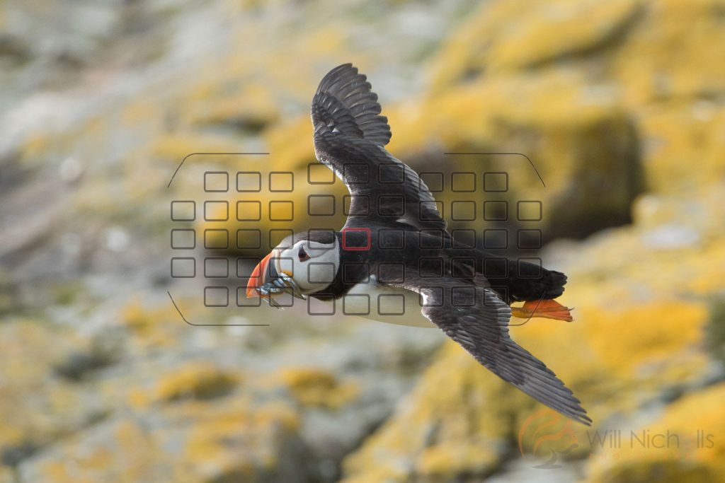 Autofocus Points Modes What Do They Do And Mean 