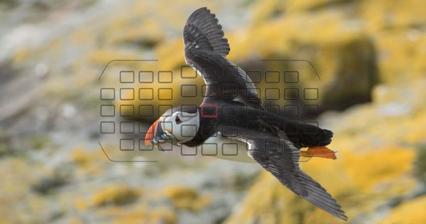 Autofocus Points & Modes: What Do They Do and Mean?