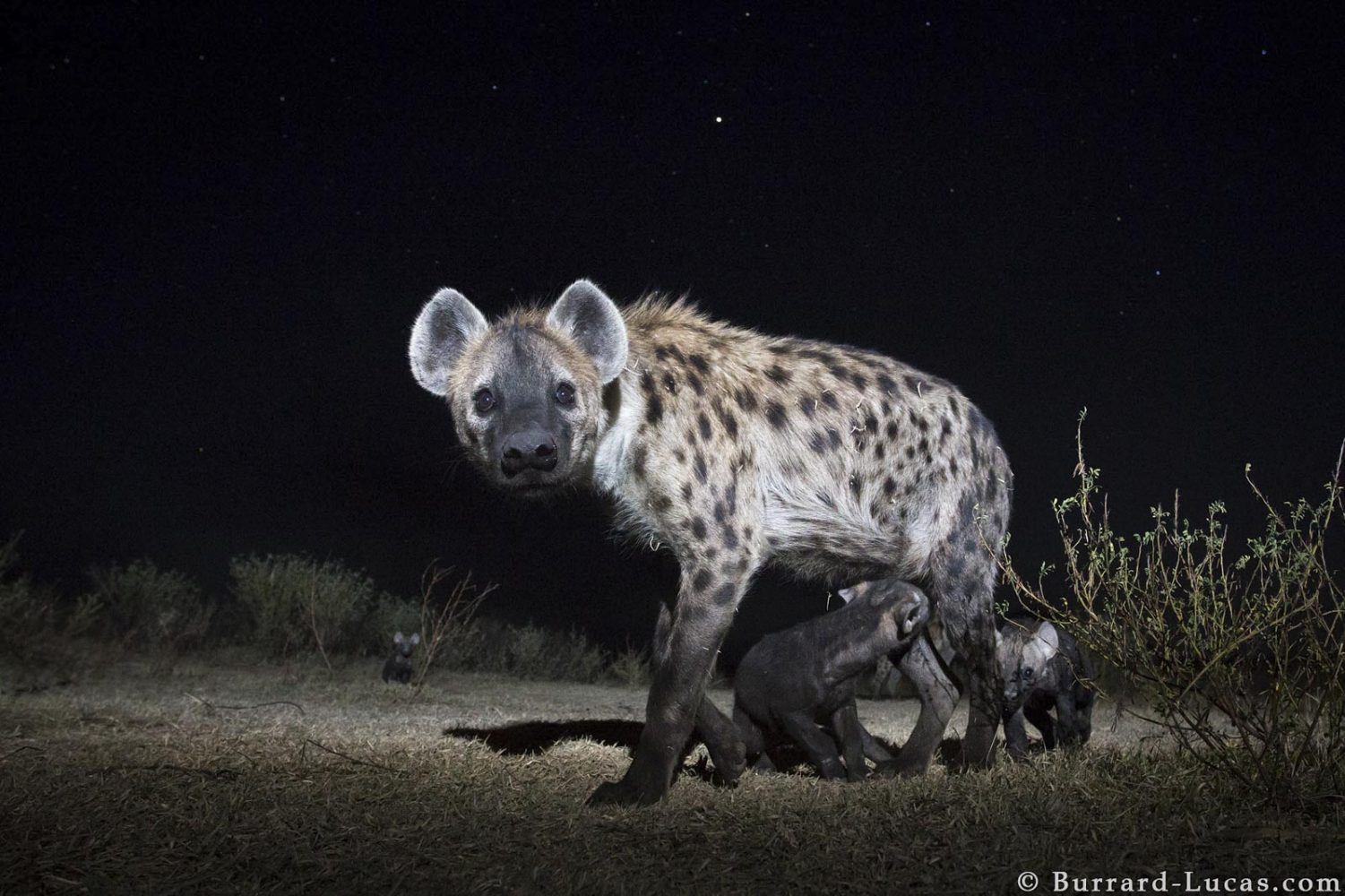 Wildlife Starscapes: Photographing at Night in Africa - Nature TTL