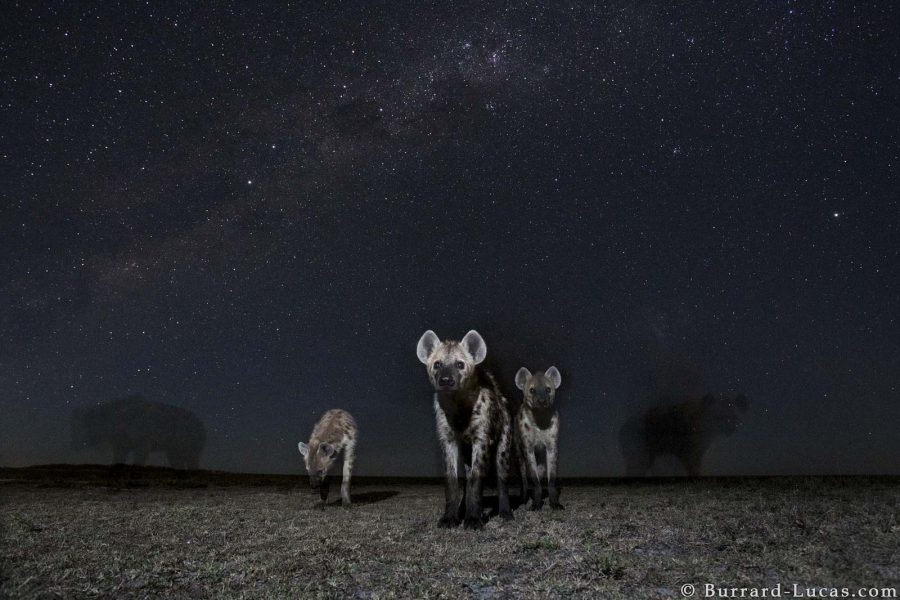 Wildlife Starscapes: Photographing at Night in Africa - Nature TTL