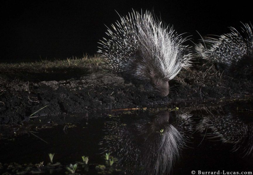 Wildlife Starscapes: Photographing at Night in Africa - Nature TTL