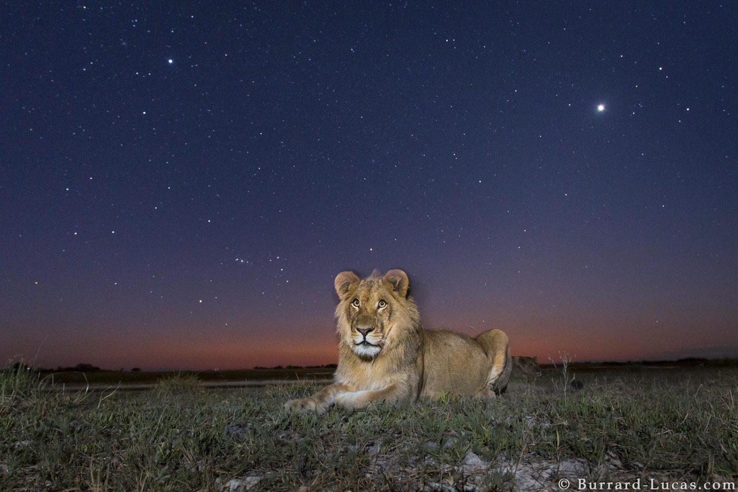 Wildlife Starscapes: Photographing at Night in Africa - Nature TTL