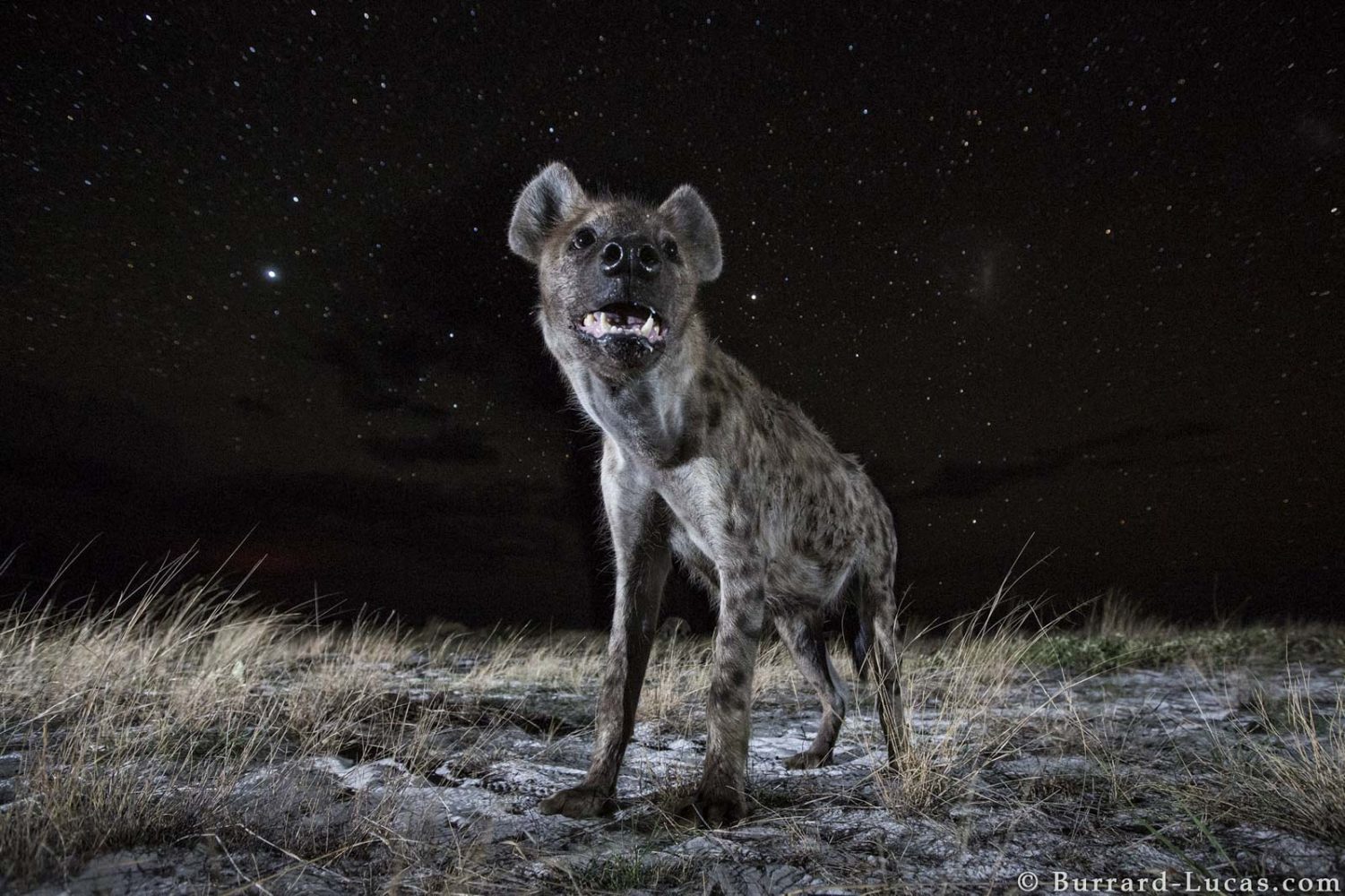 Wildlife Starscapes: Photographing at Night in Africa - Nature TTL