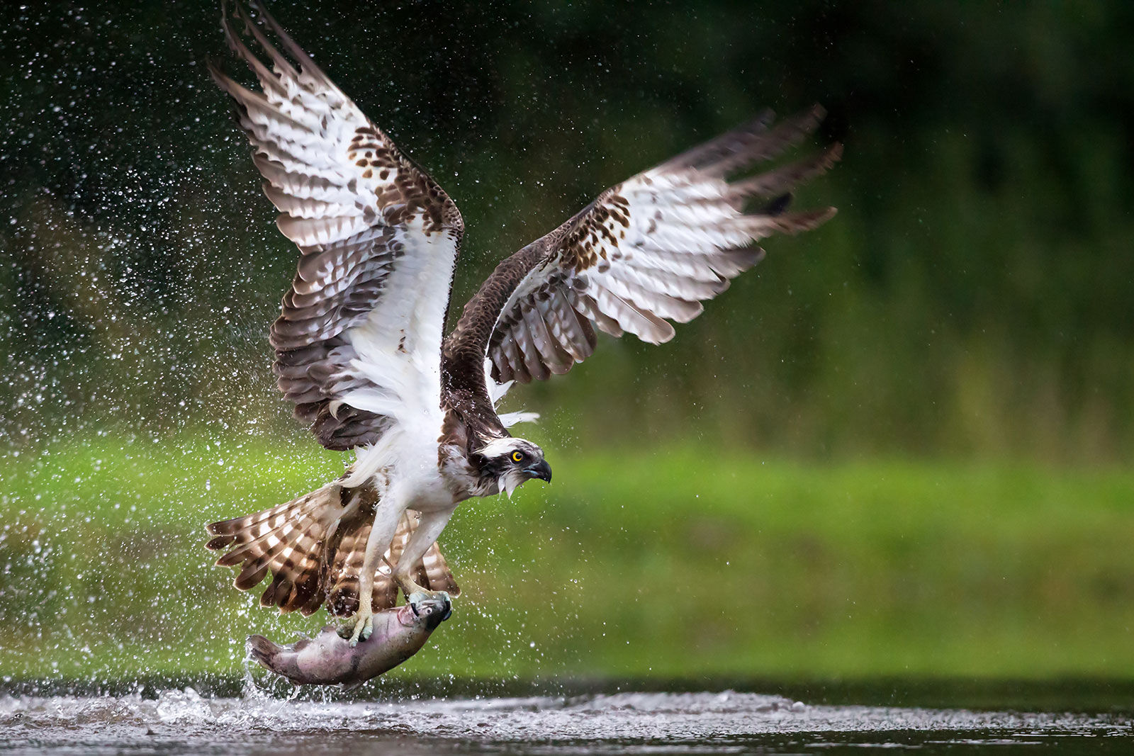What s The Best Focal Length For Bird Photography Nature TTL
