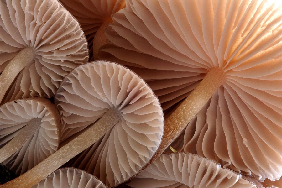 How to Photograph Mushrooms - Nature TTL