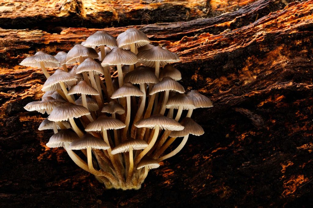 How to Photograph Mushrooms - Nature TTL