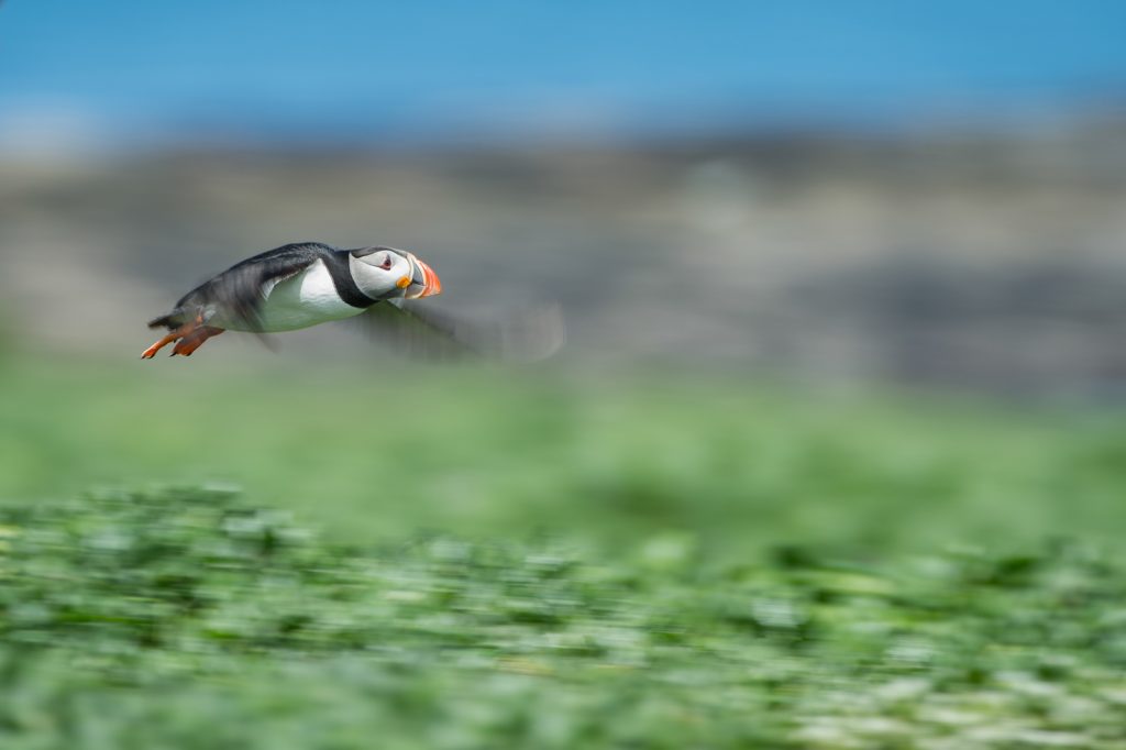 Panning Technique: Conveying Motion in a Photo - Nature TTL
