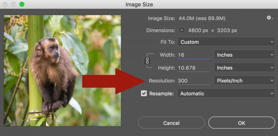 Megapixels: How Big Can You Really Print a Photo? - Nature TTL