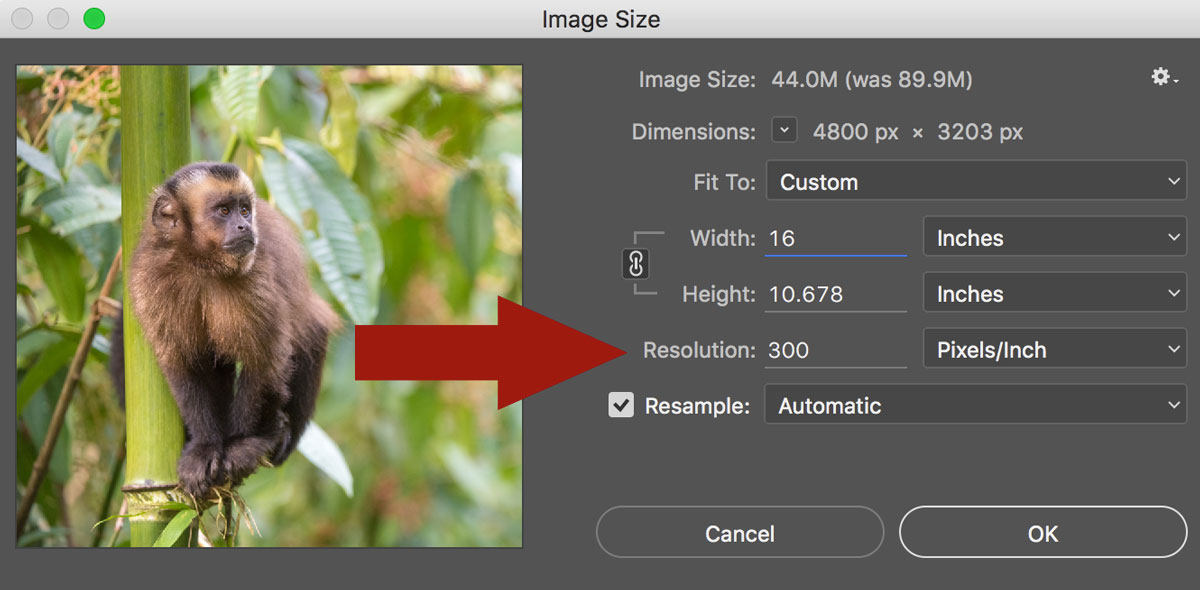 Megapixels How Big Can You Really Print A Photo Nature TTL
