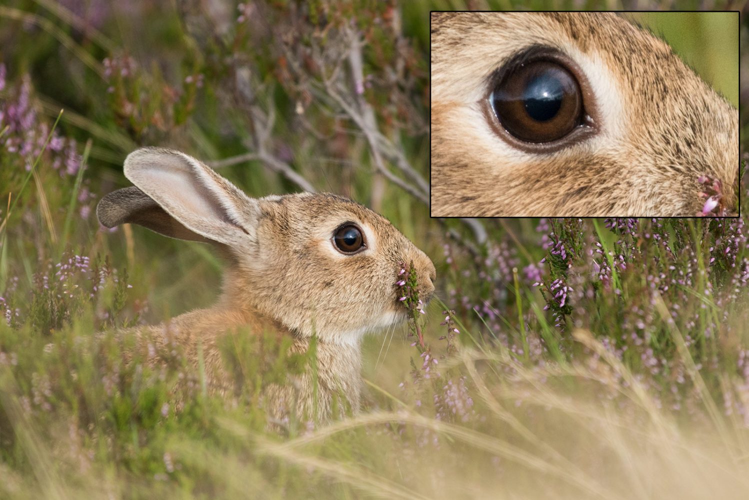 Wildlife Photographer's Review: Nikon 200-500mm f/5.6E ED VR Lens ...