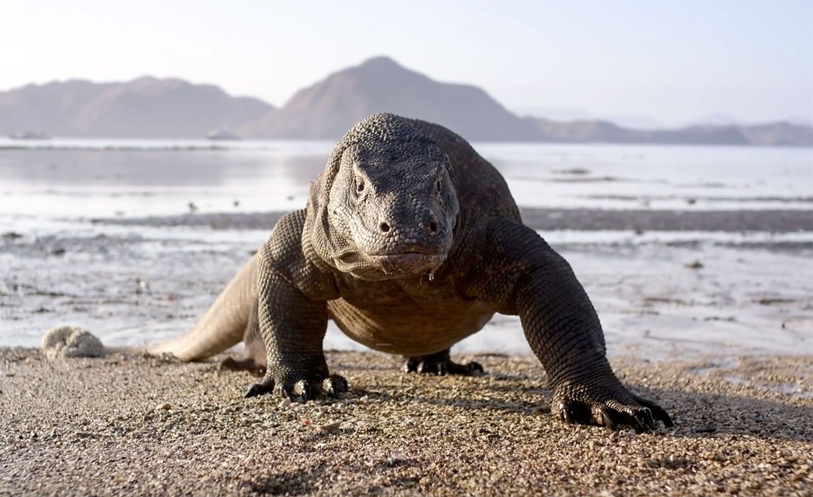 BBC's Planet Earth II is Coming Soon: Extended Trailer - Nature TTL