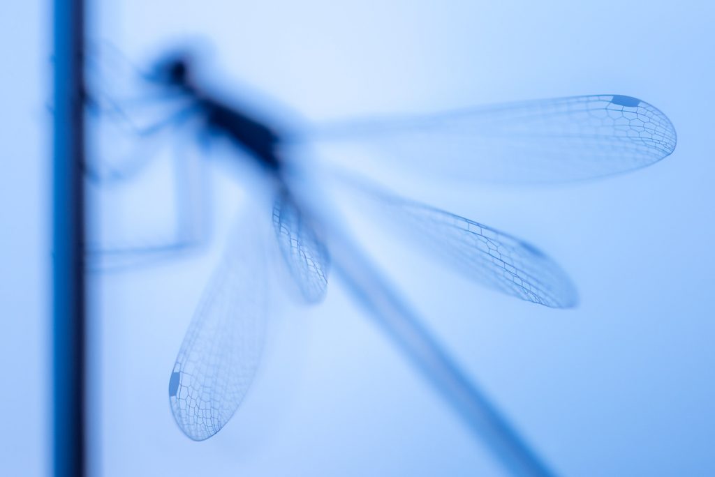 Abstract Nature Photography: Taking Creative Photos - Nature TTL