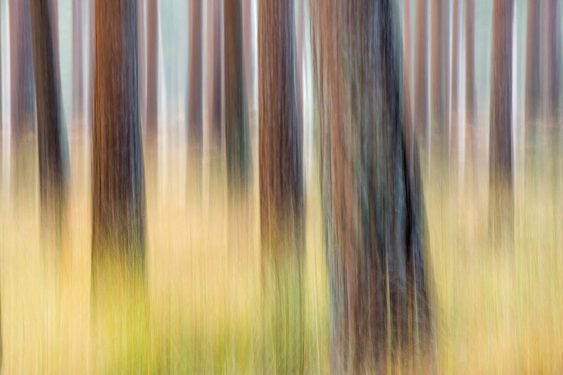 Weekly Photography Assignment: Natural Details - Nature TTL