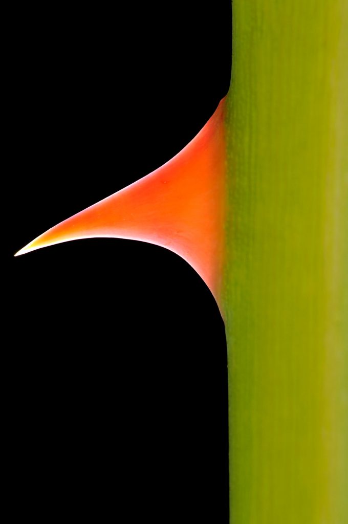 Abstract Nature Photography: Taking Creative Photos - Nature TTL