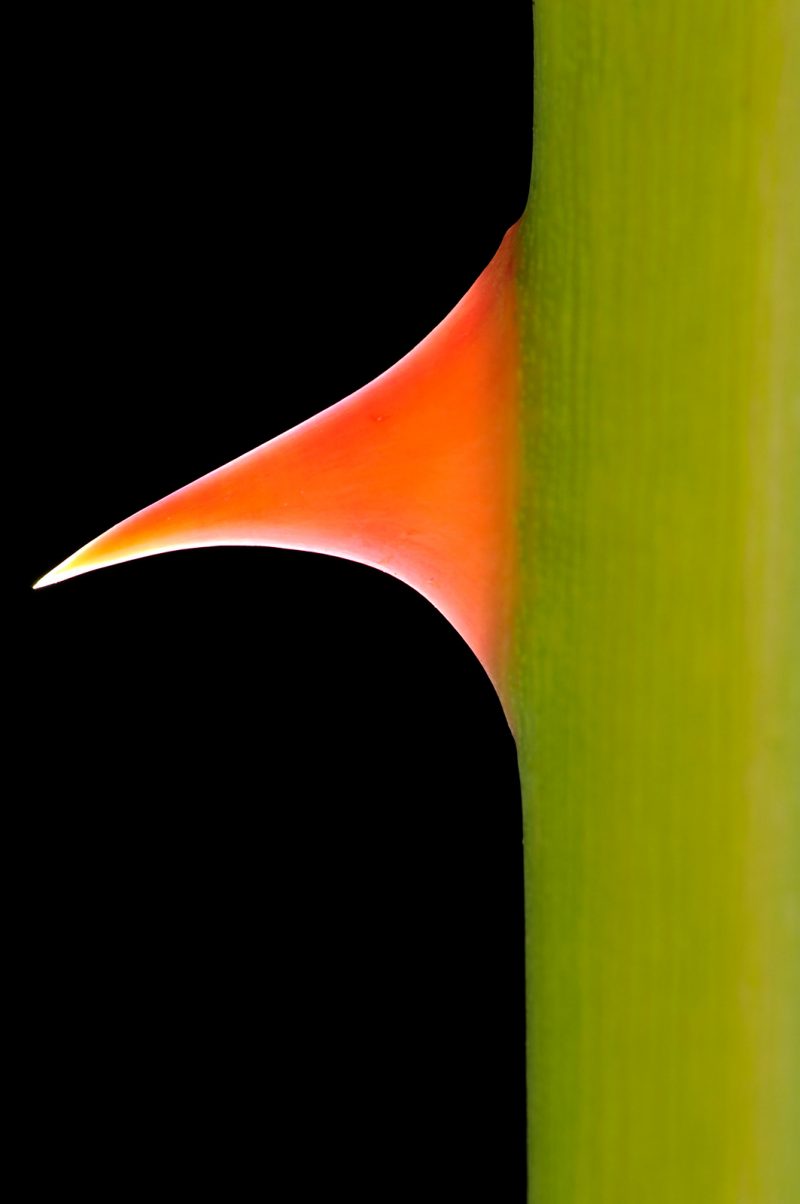 Abstract Nature Photography: Taking Creative Photos - Nature TTL