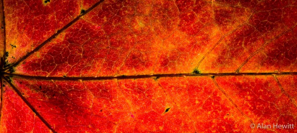 How to Photograph Backlit Autumn Leaves with Flash - Nature TTL