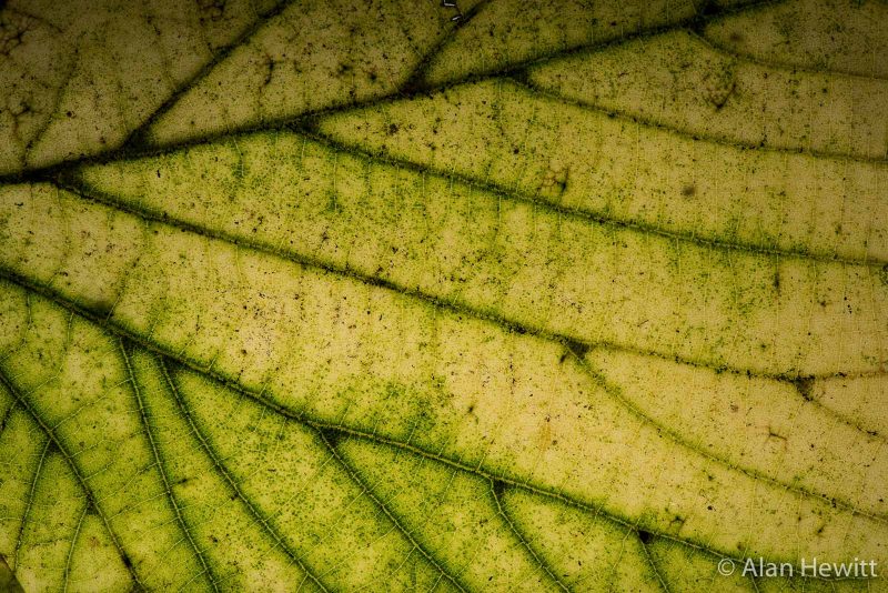 How to Photograph Backlit Autumn Leaves with Flash - Nature TTL