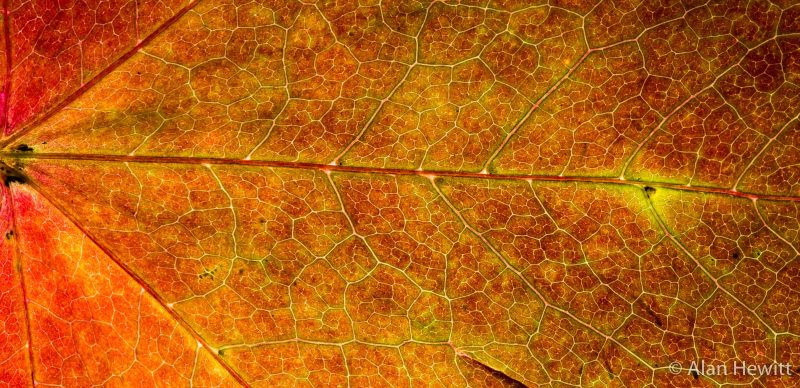 How to Photograph Backlit Autumn Leaves with Flash - Nature TTL