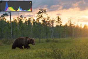 Understanding Histograms and How to Use Them - Nature TTL