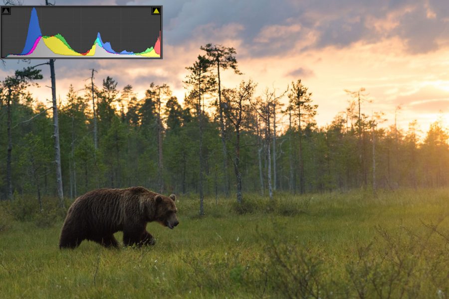 Understanding Histograms and How to Use Them - Nature TTL