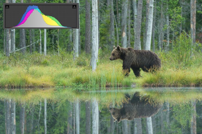 Understanding Histograms and How to Use Them - Nature TTL