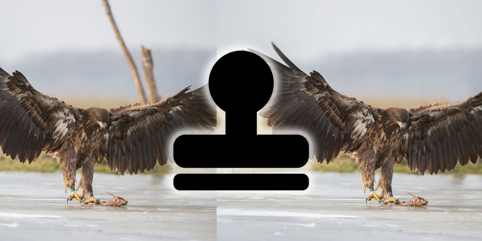 How To Use The Clone Stamp In Photoshop Removing Objects