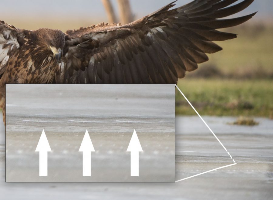 How to Use the Clone Stamp in Photoshop: Removing Objects