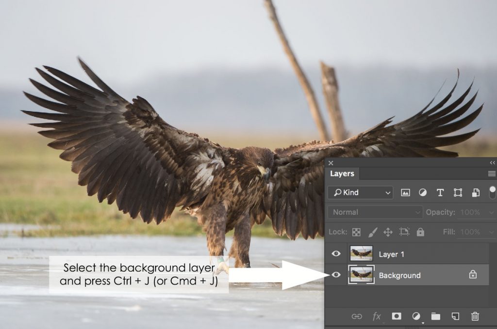 How to Use the Clone Stamp in Photoshop: Removing Objects