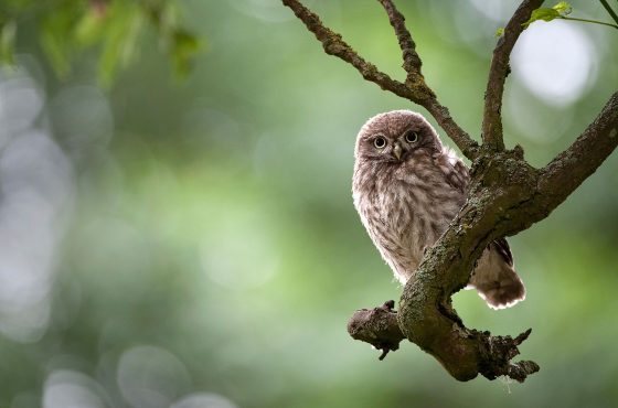 Wildlife Photography: All You Need to Take Great Animal Photos