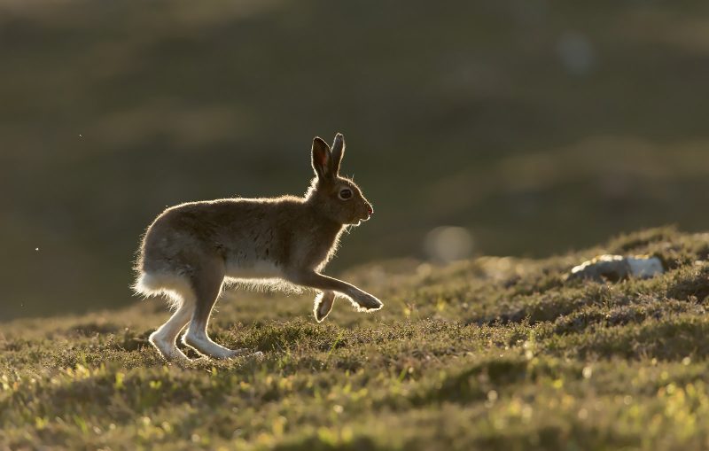 Choosing the Best Lighting for Wildlife Photos | Nature TTL
