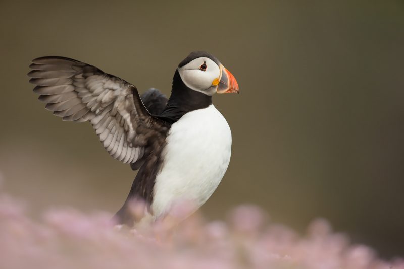 Choosing the Best Lighting for Wildlife Photos | Nature TTL