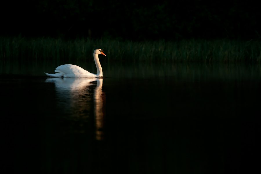 Choosing the Best Lighting for Wildlife Photos - Nature TTL