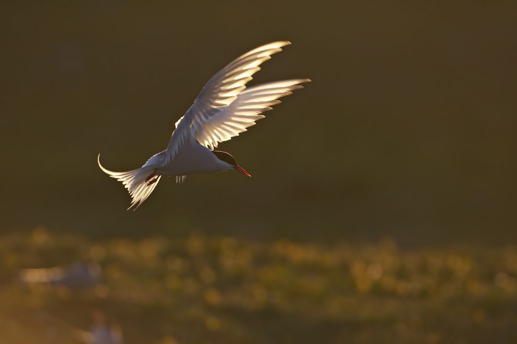 Choosing the Best Lighting for Wildlife Photos - Nature TTL