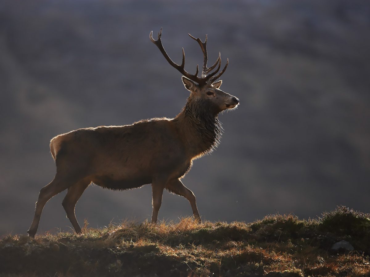Side Lighting Photography Animals 19 Wildlife Photography Tips