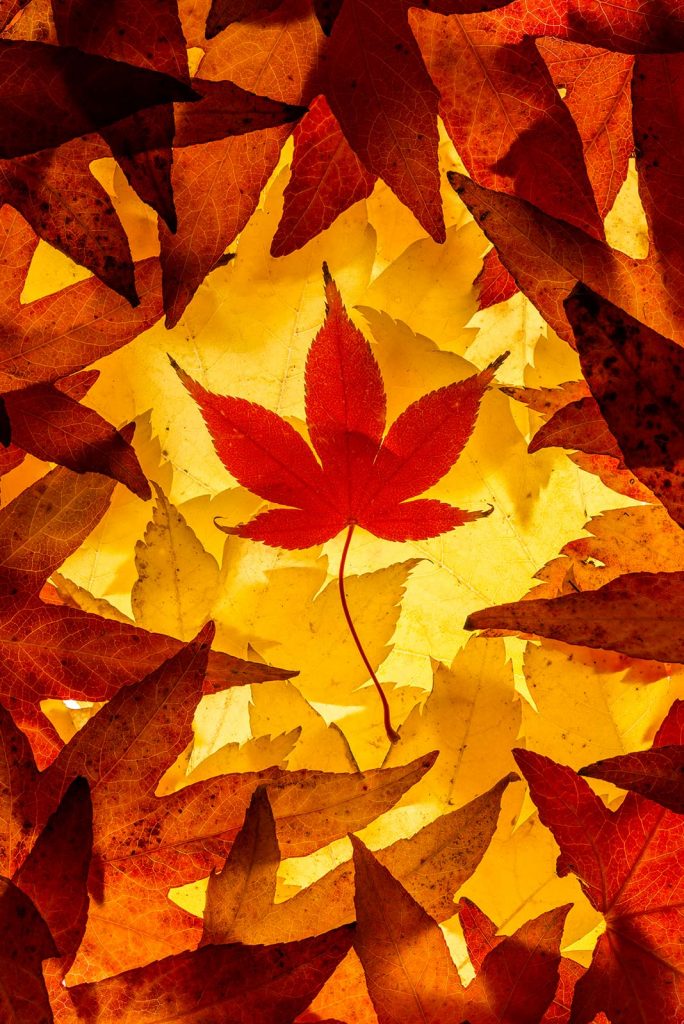 Composition: How to Create a Frame within a Frame - Nature TTL