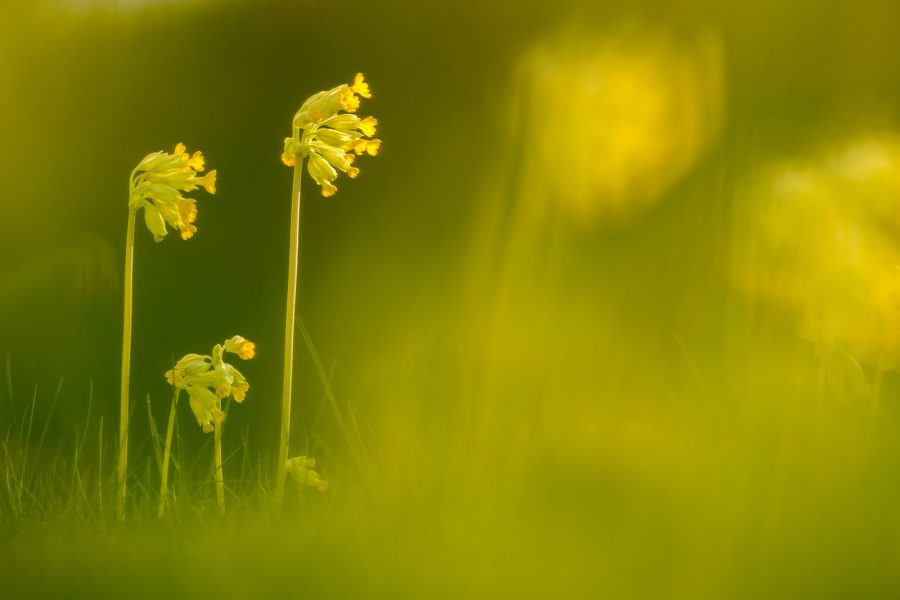 Composition: How to Create a Frame within a Frame - Nature TTL