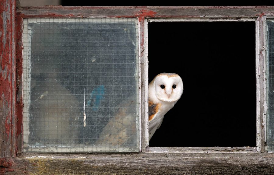 Composition: How to Create a Frame within a Frame - Nature TTL