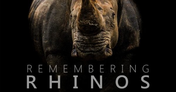 Remembering Rhinos: Stunning New Book Raising Funds for Rhino ...
