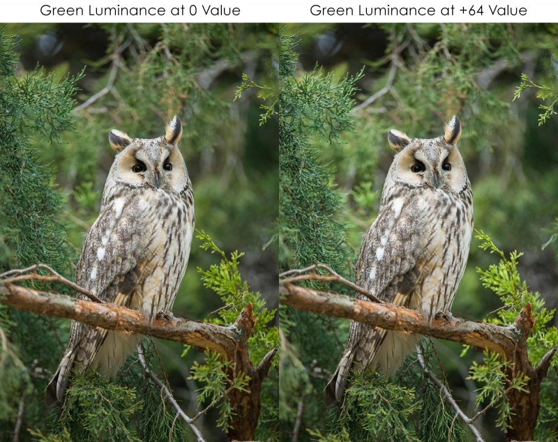 Lightroom Colour Correction: Hue, Saturation & Luminance - Nature TTL