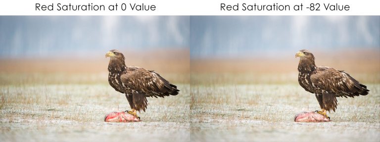 Lightroom Colour Correction: Hue, Saturation & Luminance - Nature TTL