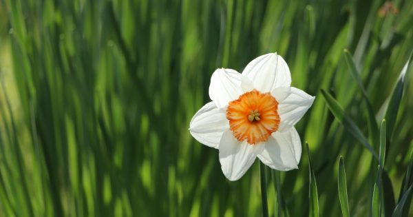 Weekly Photography Assignment: Spring - Nature TTL