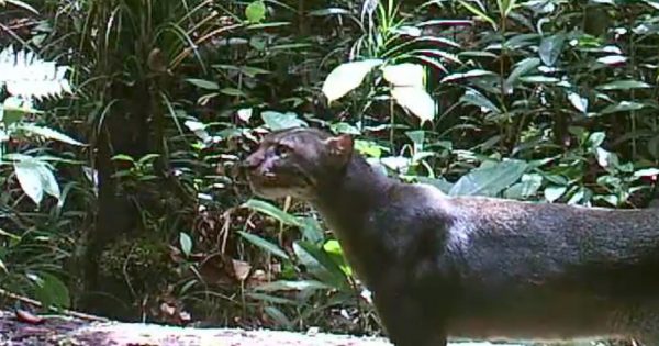 Camera Traps Find New and Incredibly Rare Borneo Bay Cat Population ...