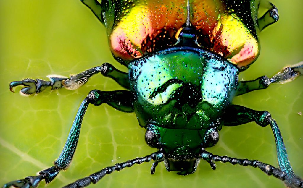 Weekly Photography Assignment: Insects - Nature TTL