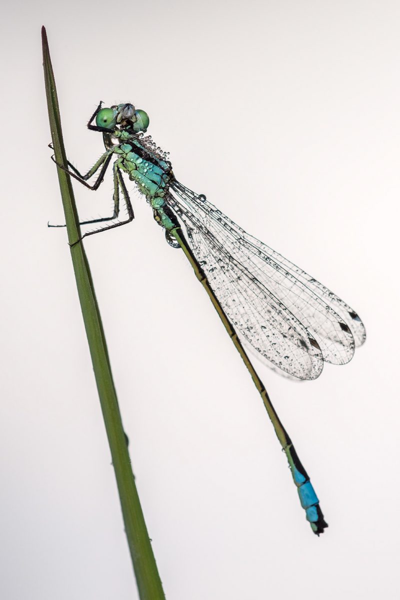 How to Photograph Damselflies and Dragonflies - Nature TTL