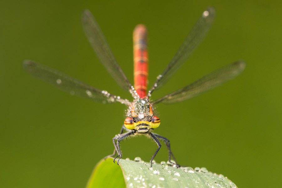 How to Photograph Damselflies and Dragonflies | Nature TTL