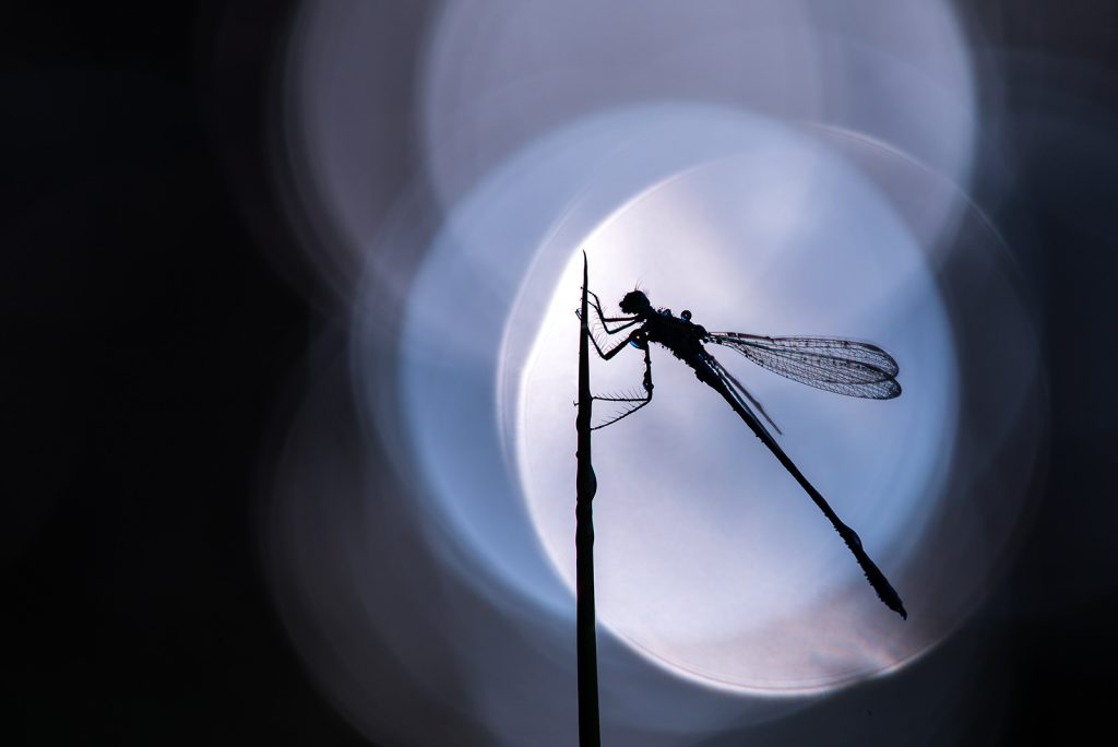 How to Photograph Damselflies and Dragonflies - Nature TTL